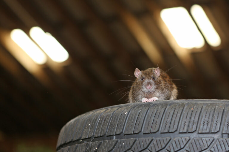 Cleaning Rat Droppings in the Garage - Pestcontrolwhitby.ca